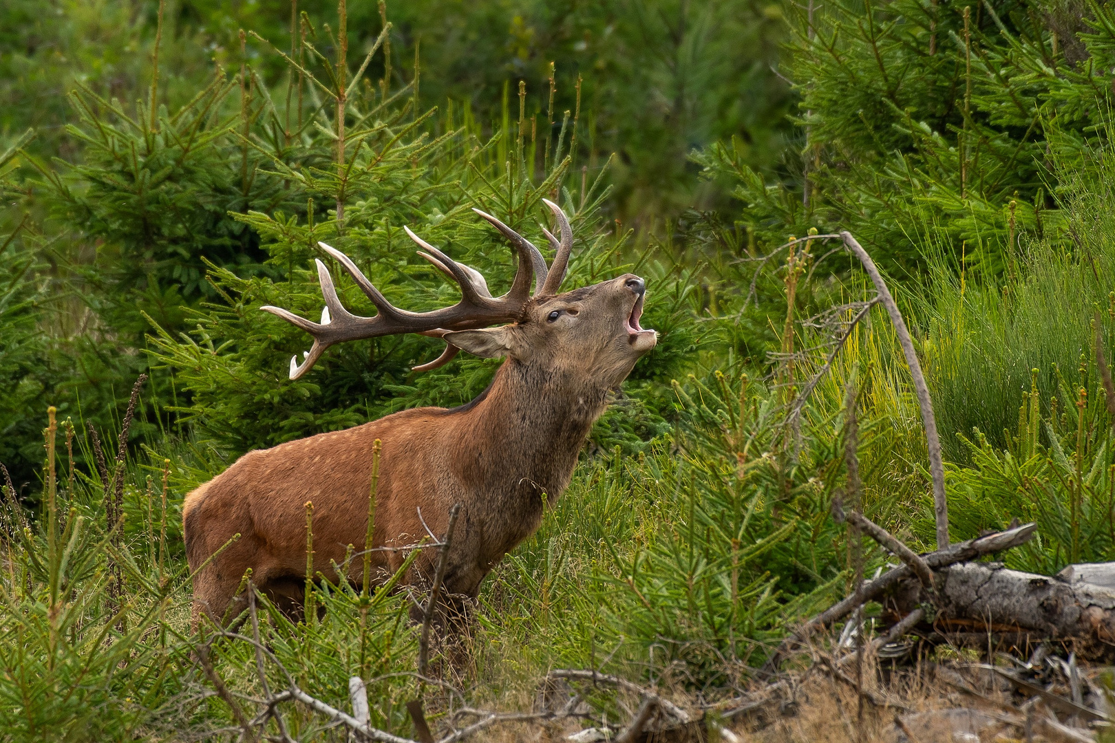 Rothirsch zur Brunftzeit Foto & Bild | tiere, wildlife, säugetiere ...