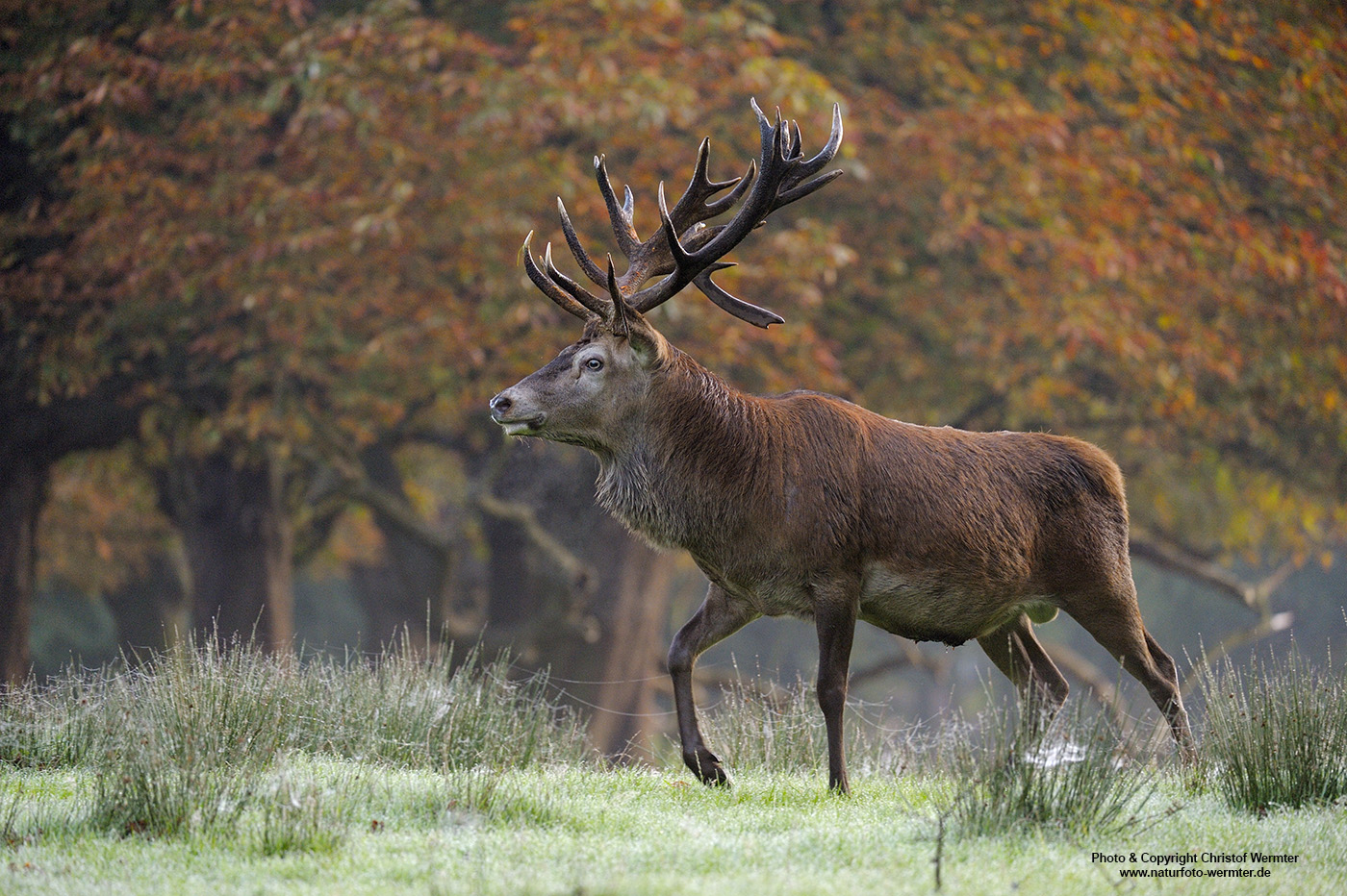 Rothirsch zur Brunftzeit Foto & Bild | september, natur, herbst Bilder ...