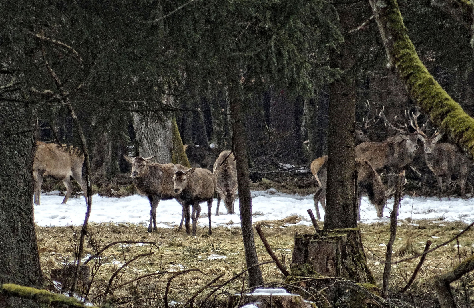 Rothirsche Foto & Bild | tiere, wildlife, säugetiere Bilder auf ...