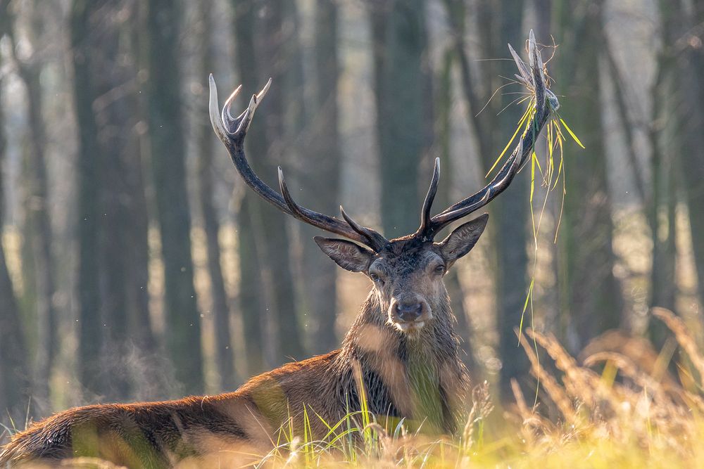 Rothirsh-1557 Foto & Bild | tiere, wildlife, säugetiere Bilder auf ...