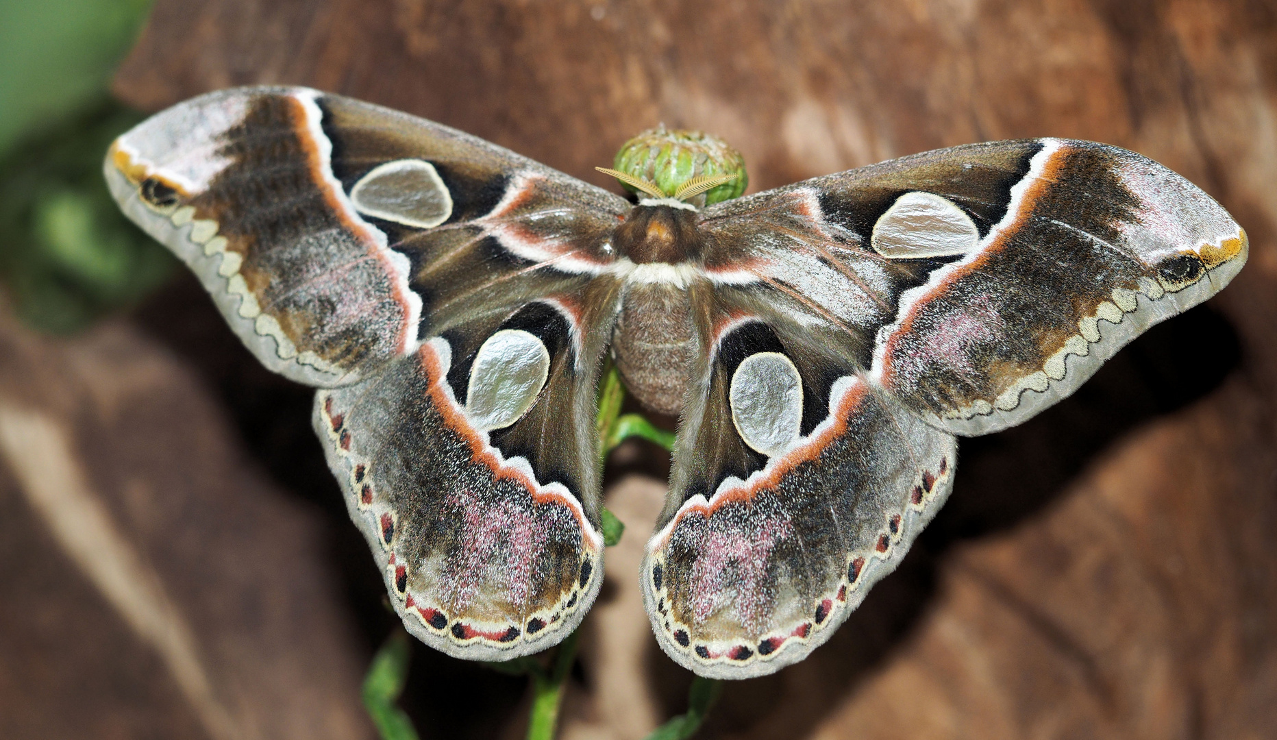 Rothschildia … Foto & Bild | fotos, natur, insekt Bilder auf fotocommunity