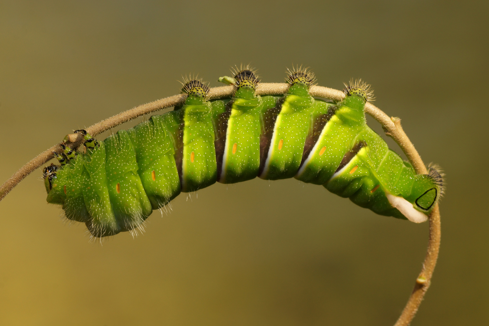 Rothschildia lebeau inca Foto & Bild | natur, nahaufnahme, nachtfalter ...