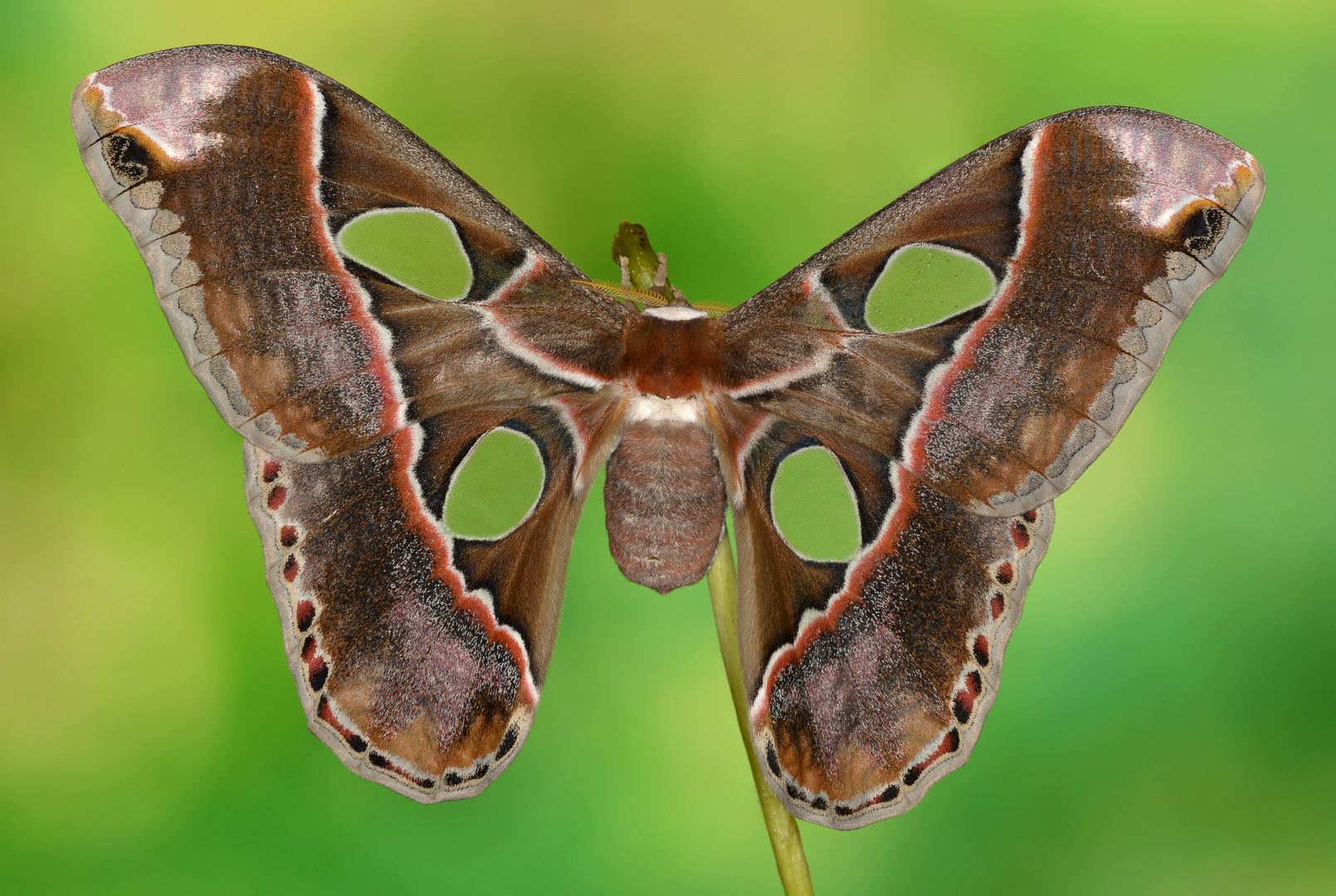 Rothschildia lebeau inca Weibchen Foto & Bild | tiere, wildlife ...