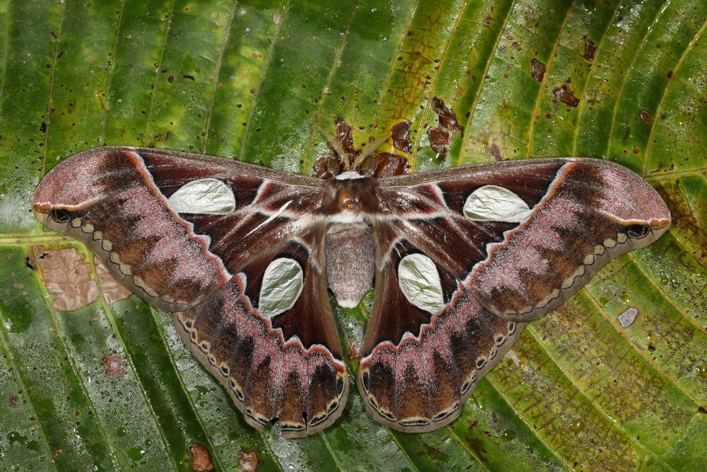 Rothschildia Moth (Rothschildia inca incecuatoriana) Foto & Bild ...