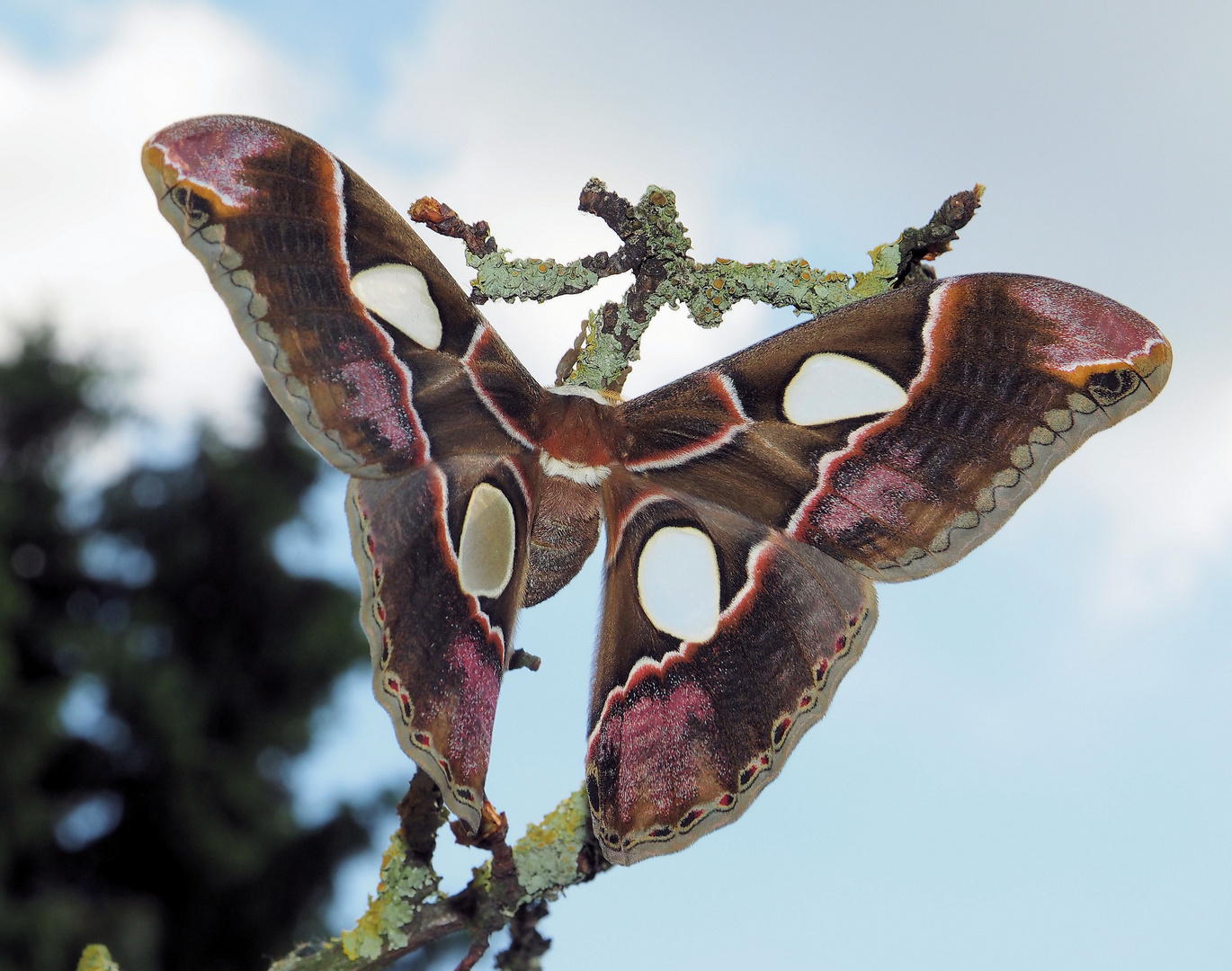 Rothschildia orizada Foto & Bild | tiere, haustiere, terraristik Bilder ...