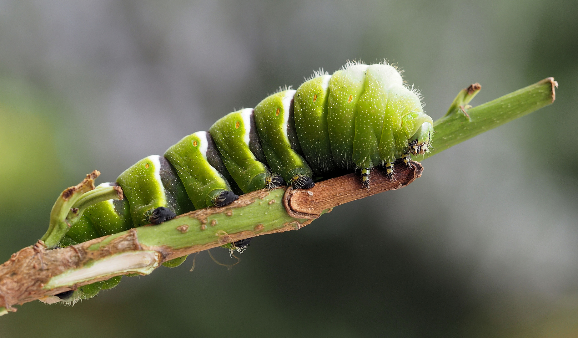 Rothschildia Raupe Foto & Bild | fotos, natur, insekt Bilder auf ...