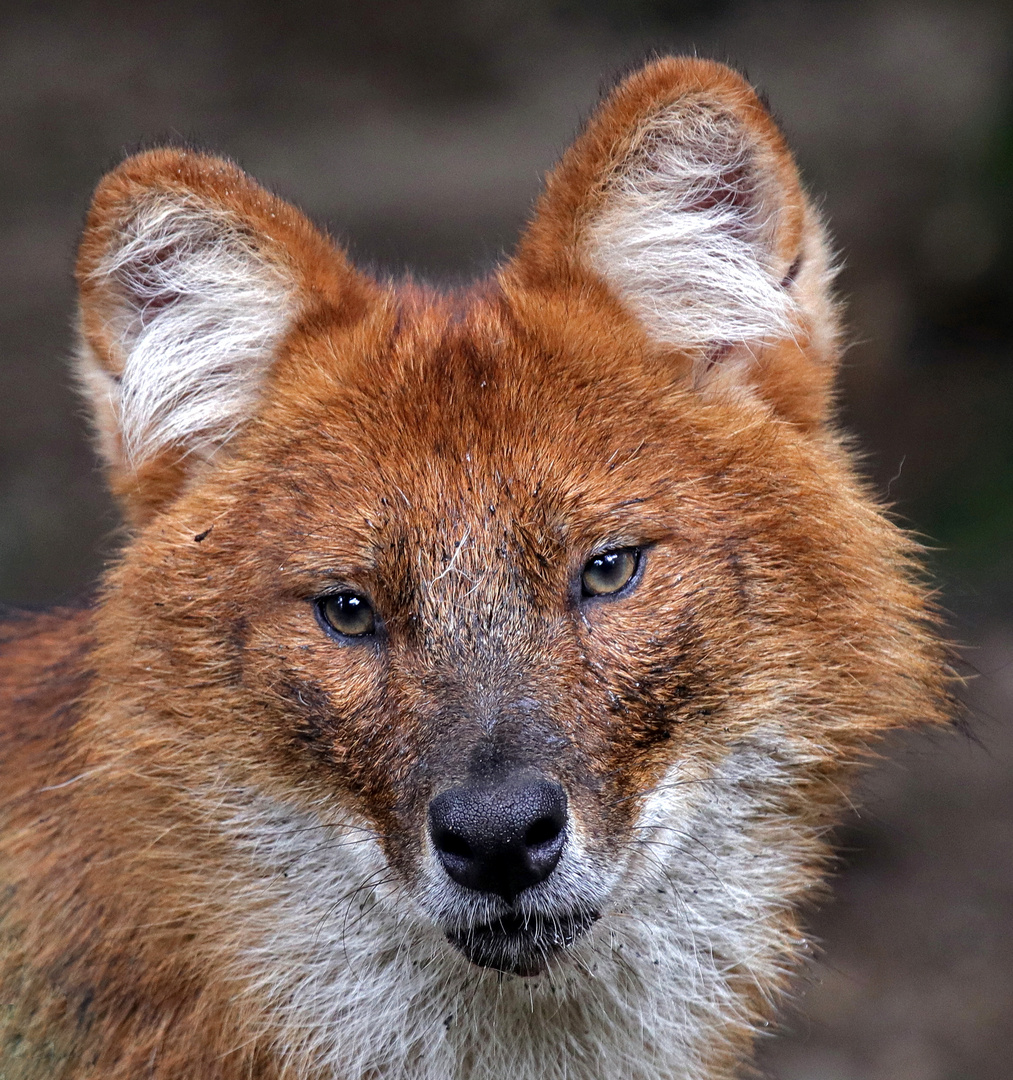 Röttgen Hunderasse – Roetken Dog – FSQRD