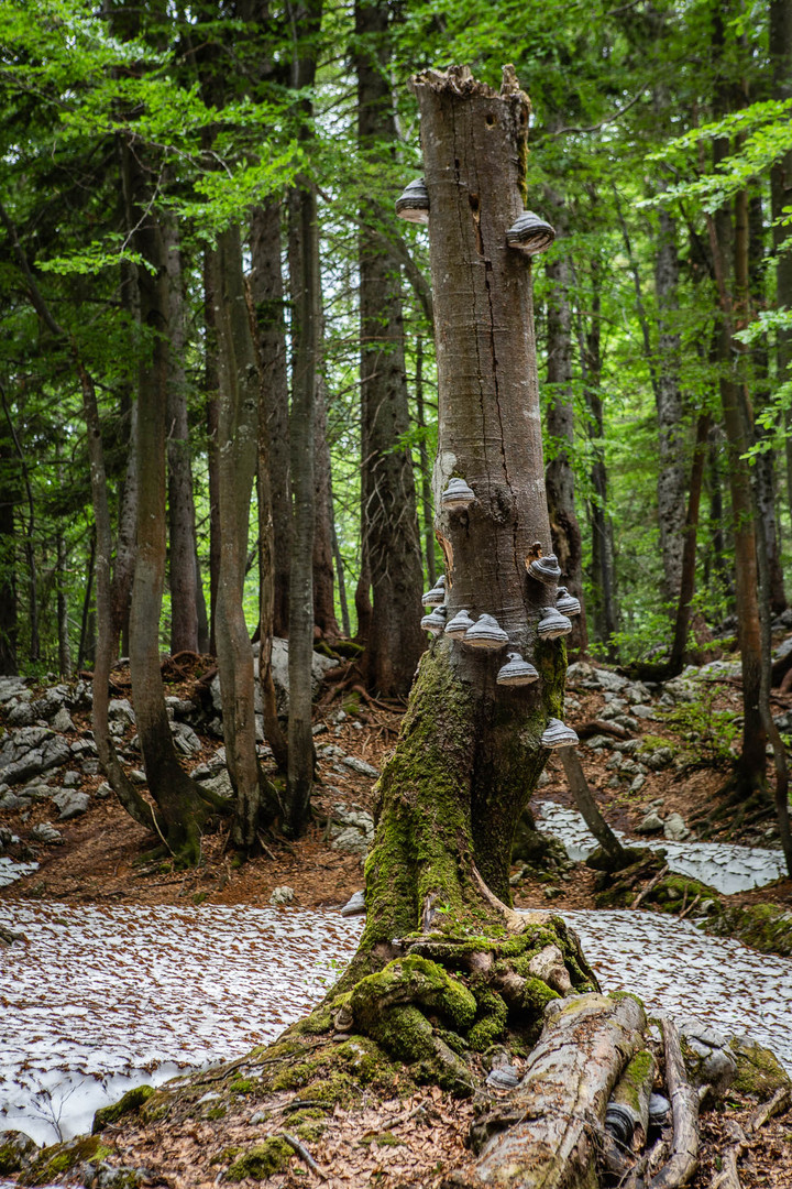 Rothwald. Der letzte Urwald im europäischen Alpenraum Foto & Bild ...