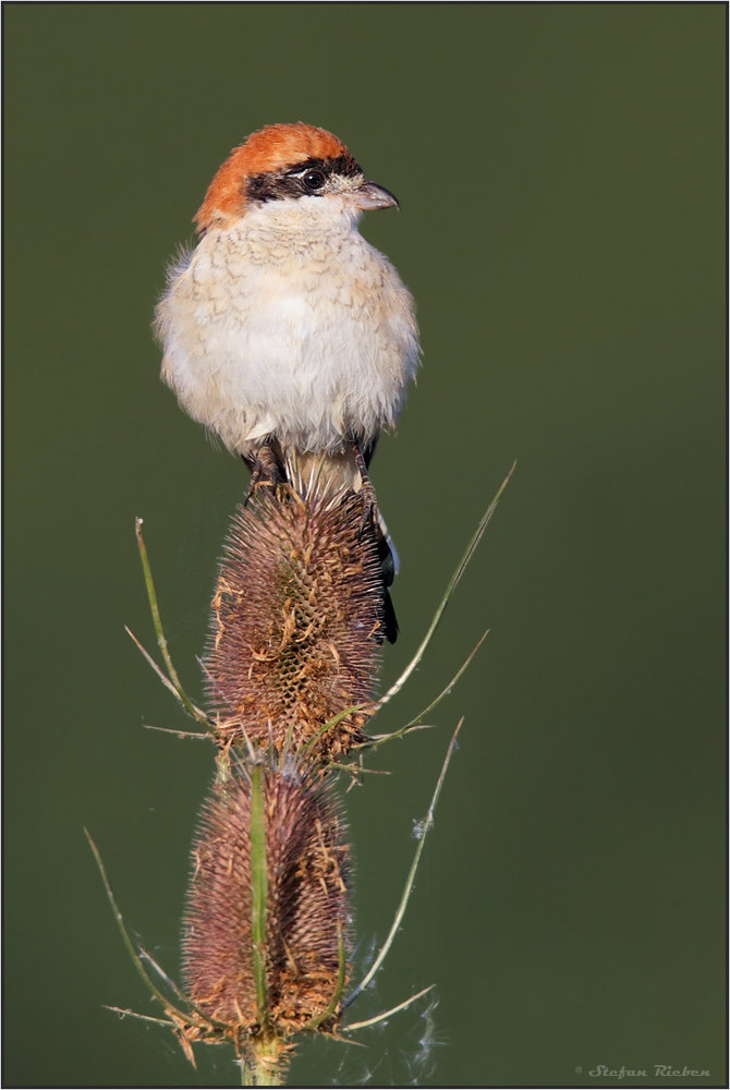 " Rotkäpchen " Foto & Bild | tiere, wildlife, wild lebende vögel Bilder ...