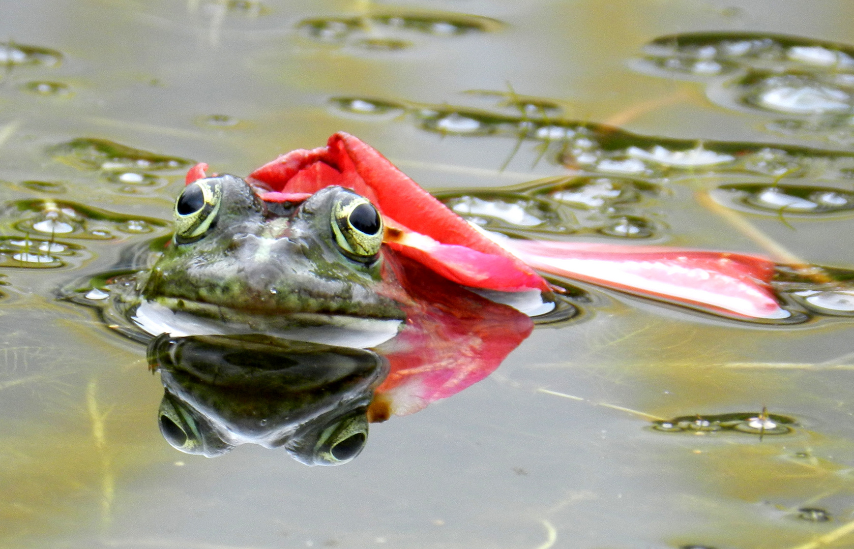 Rotkäppchen Foto & Bild | tiere, natur Bilder auf fotocommunity