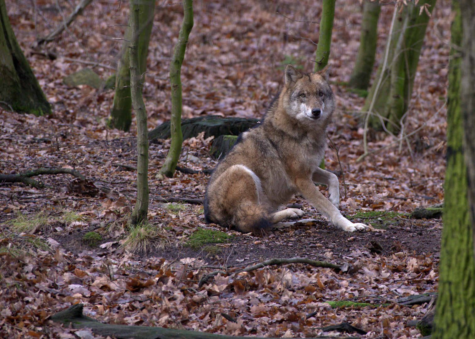 Rotkäppchen Foto & Bild | wald, bäume, baum Bilder auf fotocommunity