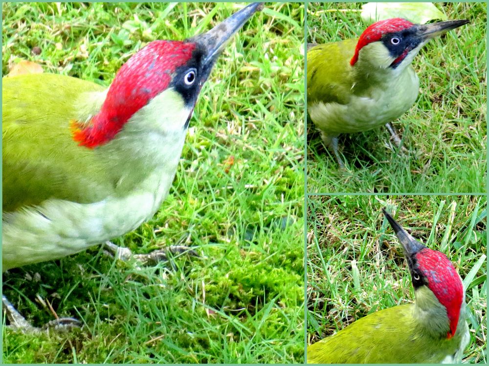 Rotkäppchen... Foto & Bild | tiere, wildlife, wild lebende vögel Bilder ...
