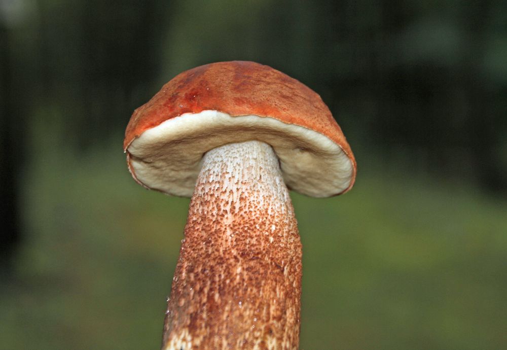 Rotkäppchen :-)) Foto & Bild | deutschland, europe, nordrhein ...