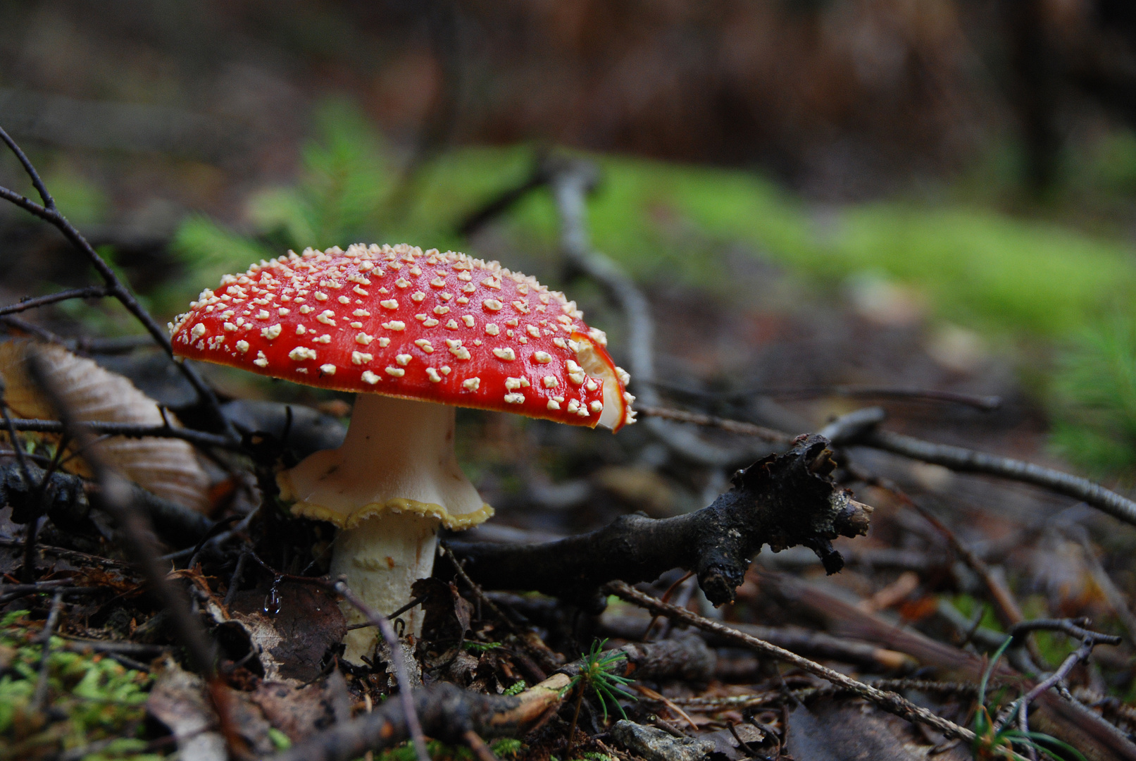 Rotkäppchen Foto & Bild | wald, natur, herbst Bilder auf fotocommunity
