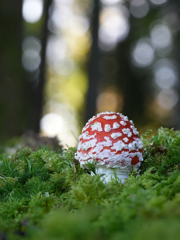 Rotkäppchen Foto & Bild | pflanzen, pilze & flechten, pilze & flechten, wald Bilder auf ...