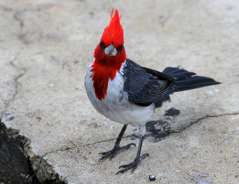 Rotkäppchen Foto & Bild | tiere, wildlife, wild lebende vögel Bilder ...