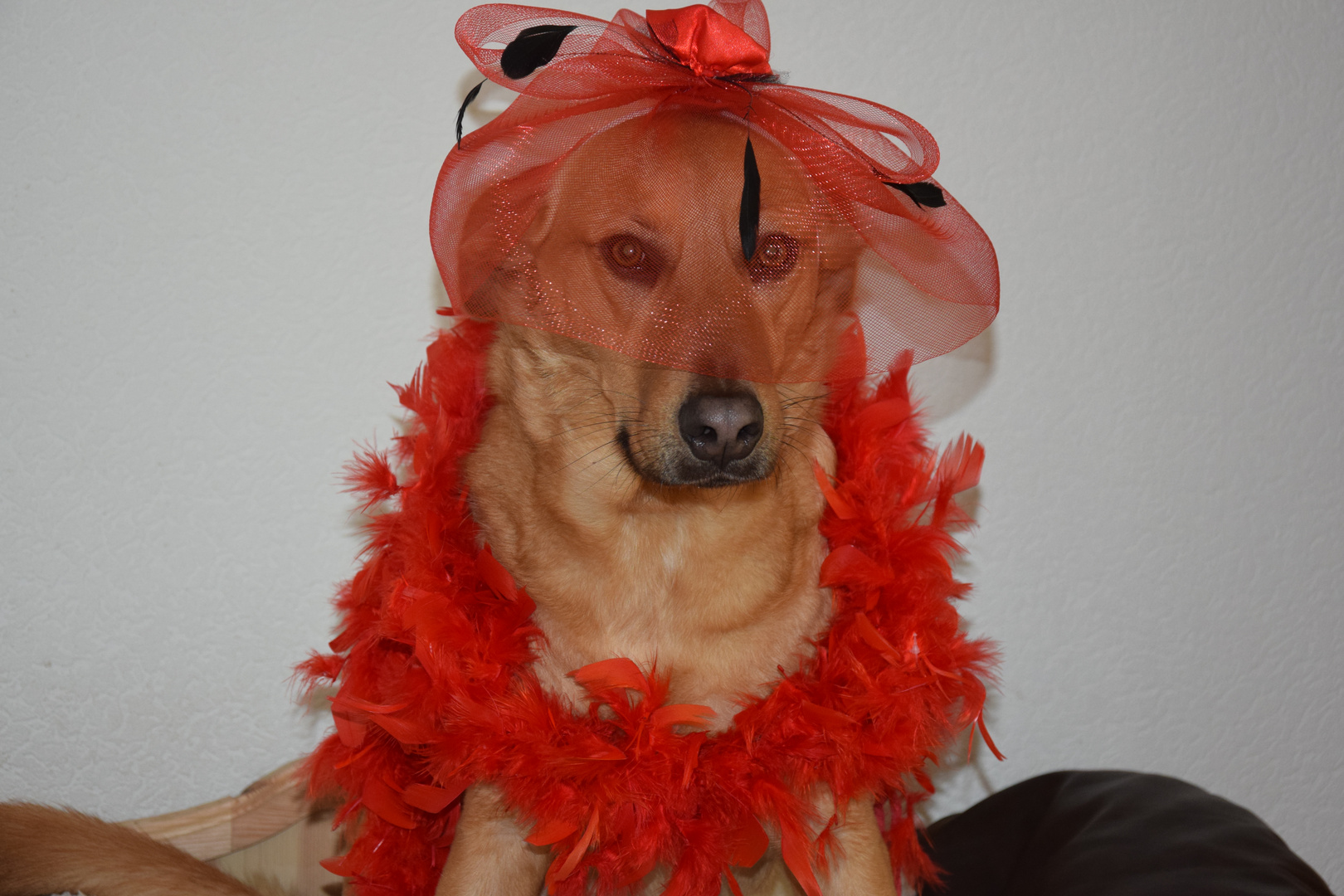 Rotkäppchen 2.0 Foto & Bild | tiere, natur Bilder auf fotocommunity