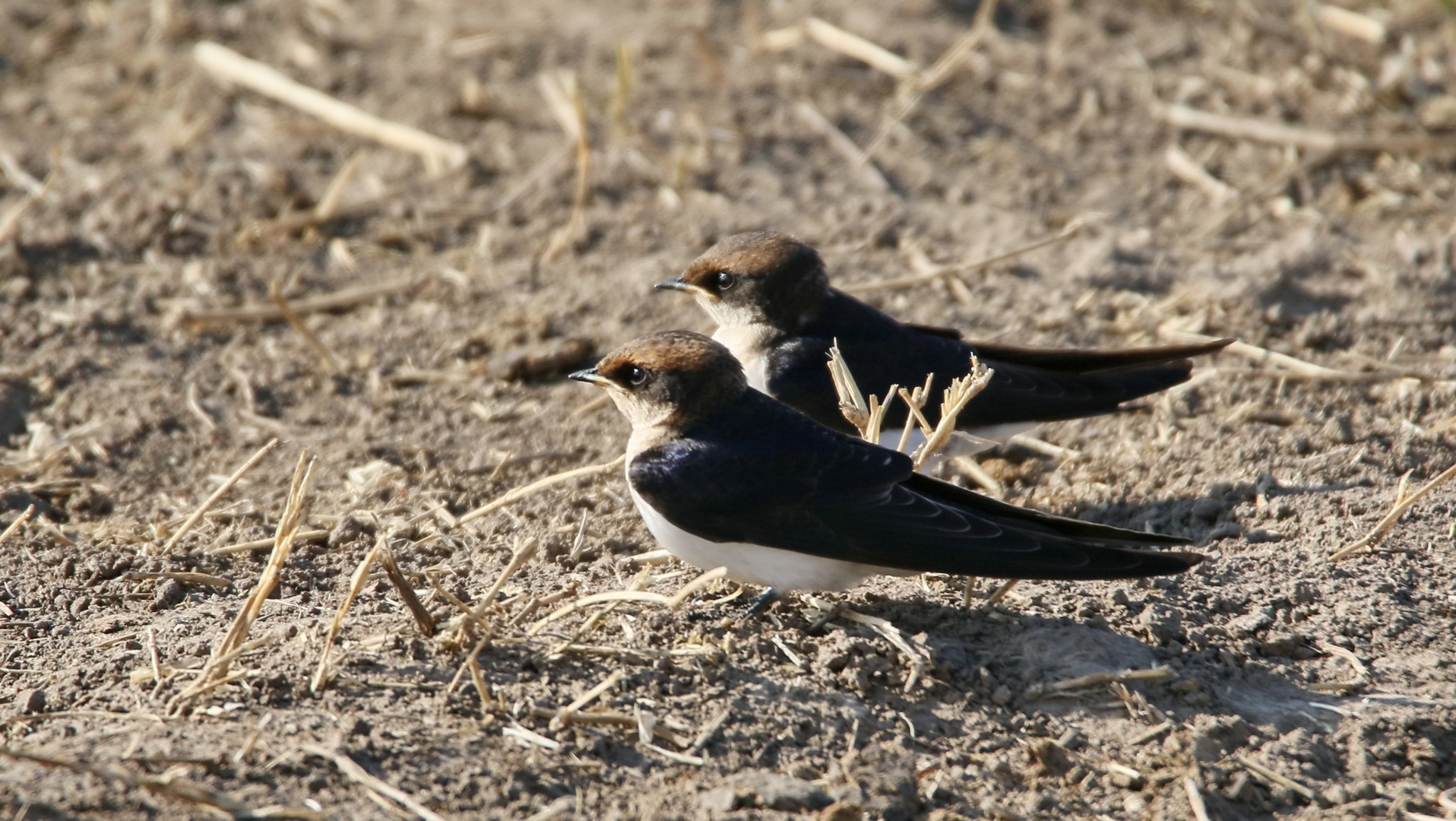 Rotkäppchen".... Foto & Bild | natur, tiere, vögel Bilder auf fotocommunity