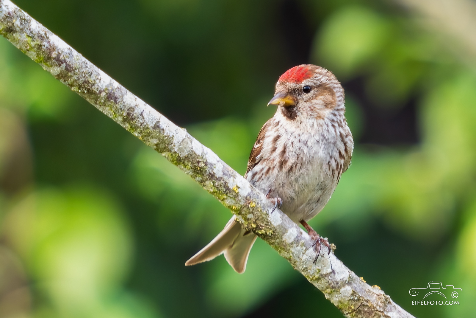 Rotkäppchen Foto & Bild | tiere, wildlife, wild lebende vögel Bilder ...