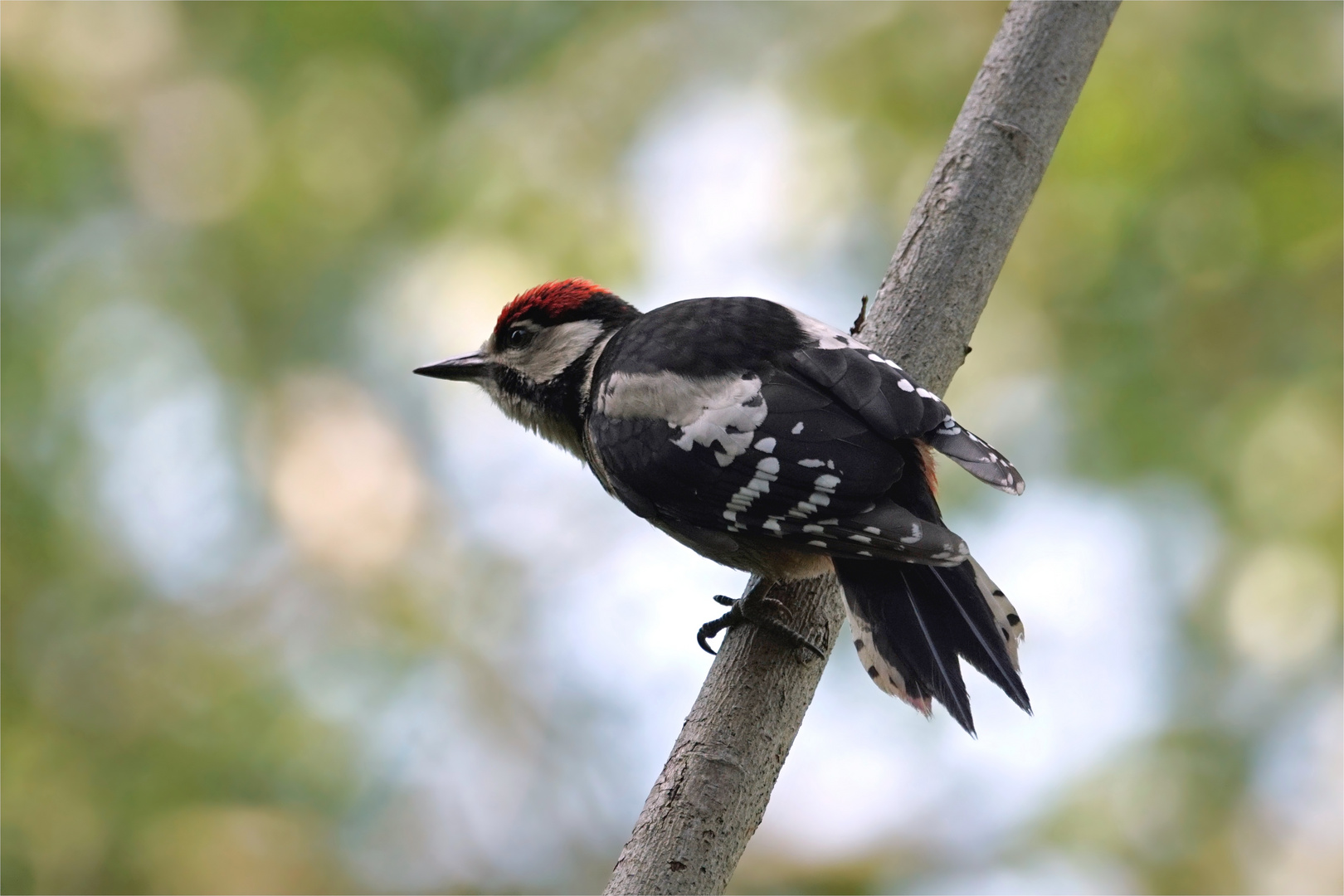 "Rotkäppchen" Foto & Bild | tiere, wildlife, wild lebende vögel Bilder ...