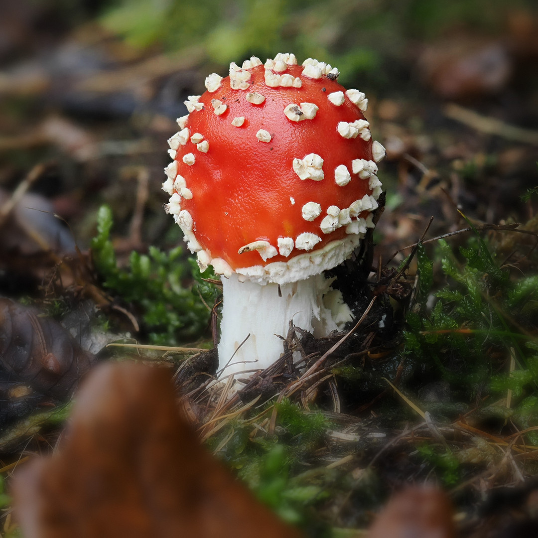 Rotkäppchen Foto & Bild | natur, pilze, fliegenpilz Bilder auf ...