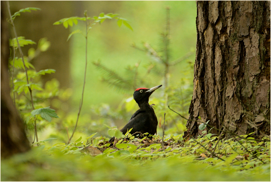 Rotkäppchen Foto & Bild | tiere, wildlife, wild lebende vögel Bilder ...