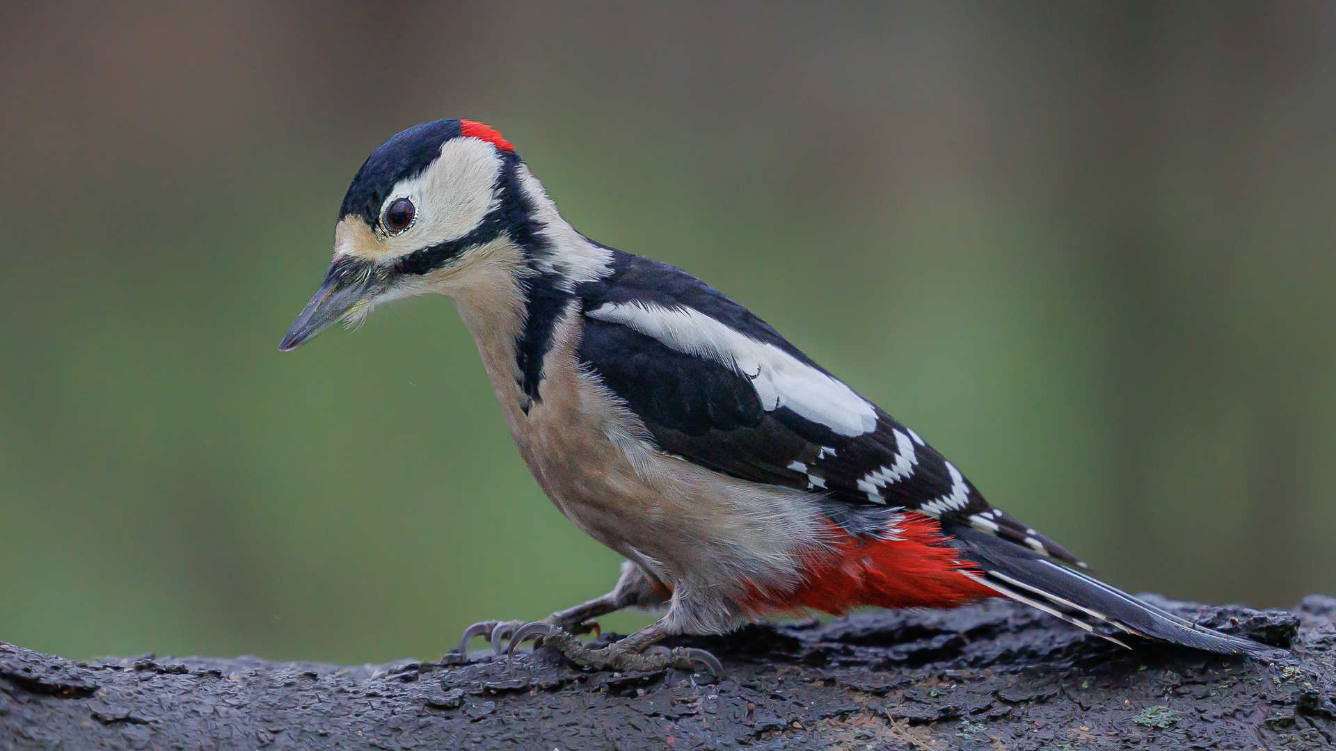 Rotkäppchen Foto & Bild | natur, vögel, wildlife Bilder auf fotocommunity