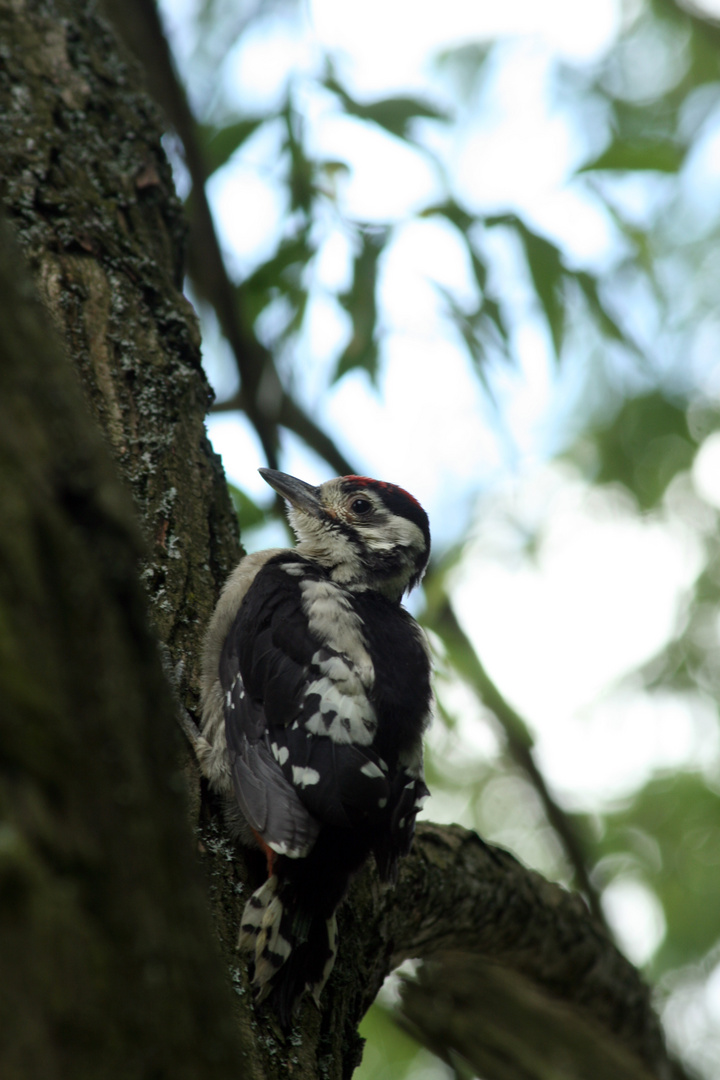 "Rotkäppchen..!" Foto & Bild | tiere, wildlife, wild lebende vögel ...