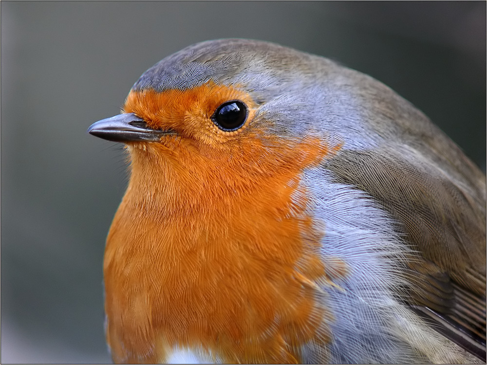 Rotkäppchen ... Foto & Bild | tiere, wildlife, wild lebende vögel ...