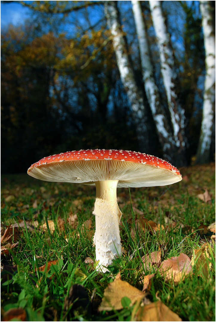 Rotkäppchen Foto & Bild | fotos, spezial, wald Bilder auf fotocommunity