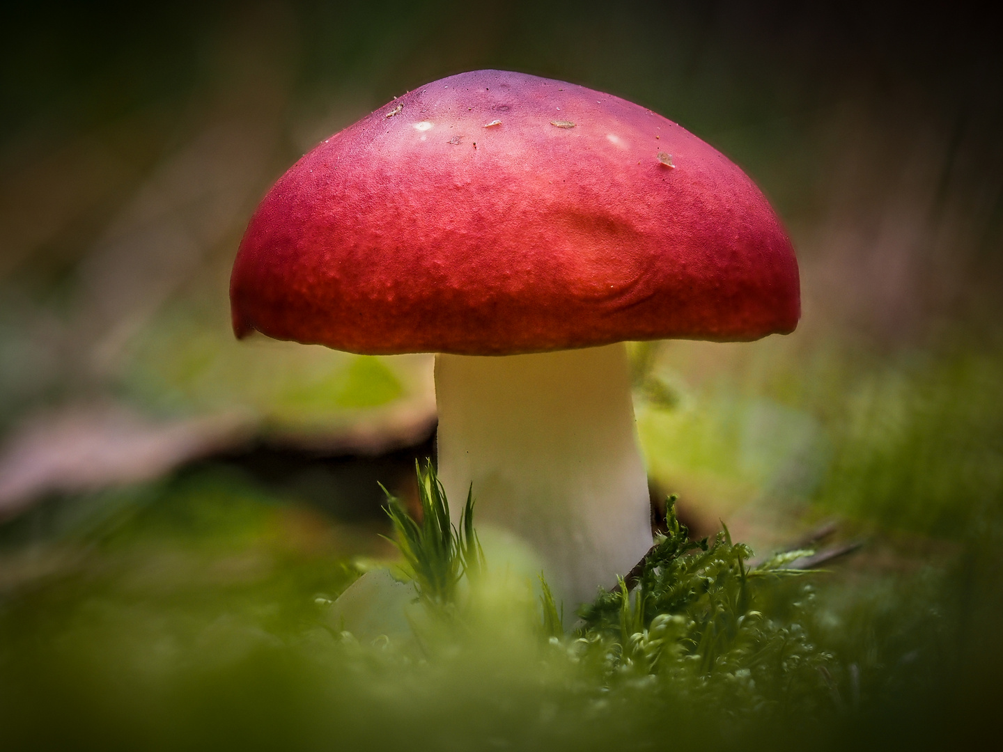 Rotkäppchen Foto & Bild | pflanzen, pilze & flechten, landschaft, pilze ...