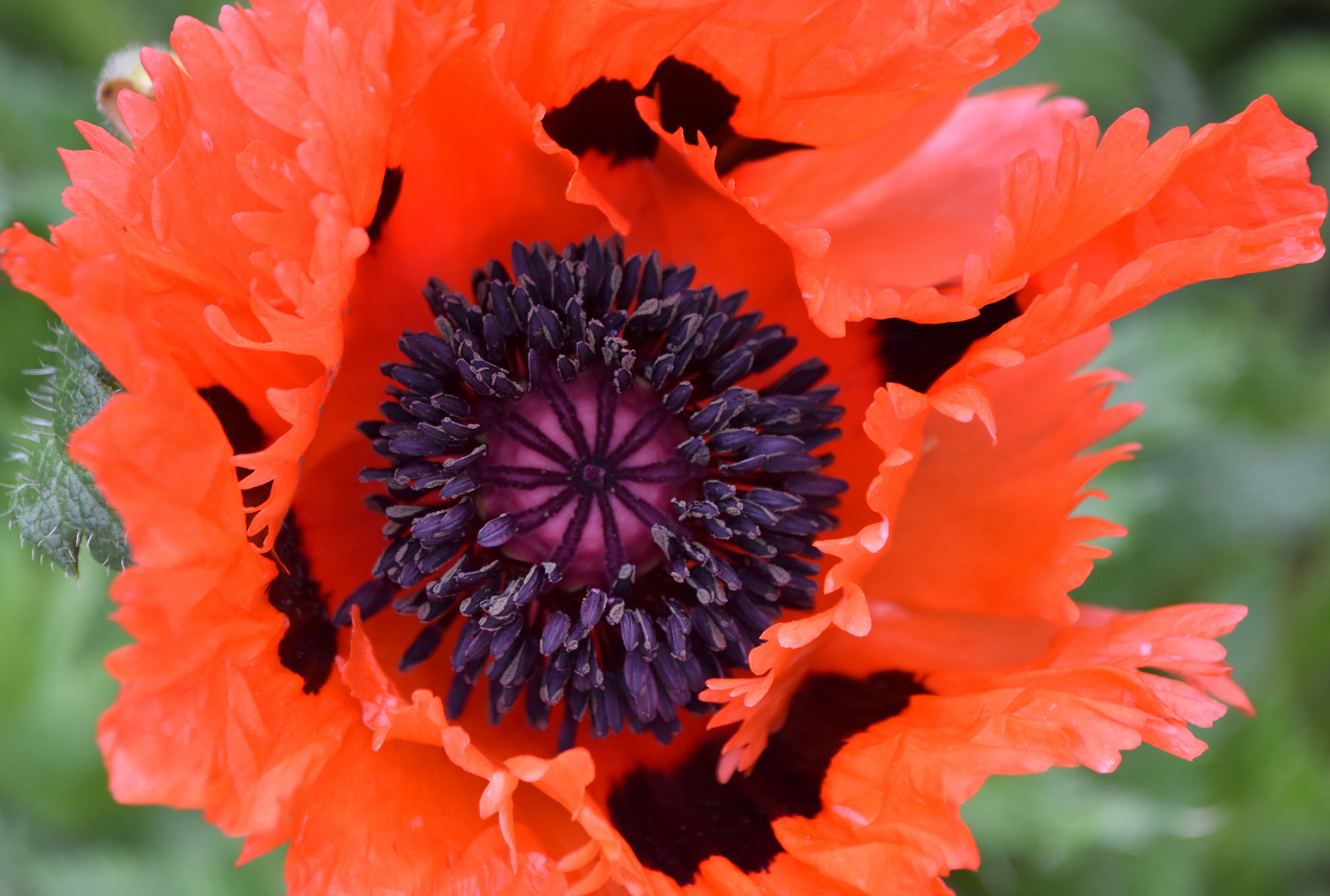 Rotkäppchen Foto & Bild | projekte, mittwochsblümchen, thementage ...