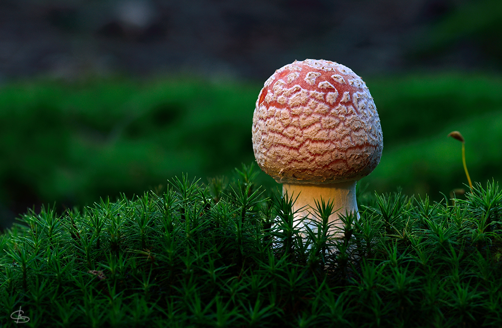 Rotkäppchen... Foto & Bild | pflanzen, pilze & flechten, pilze ...