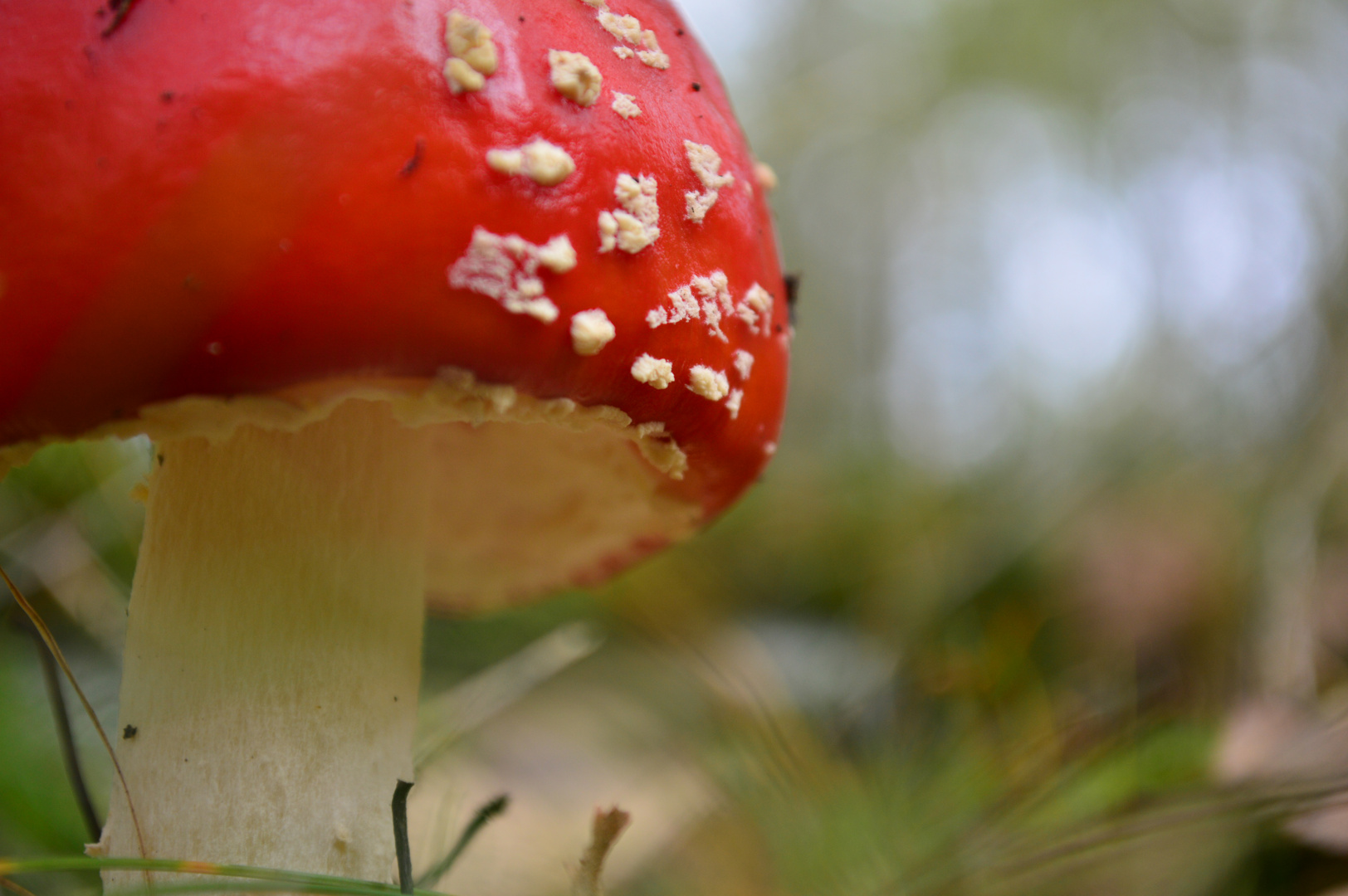 Rotkäppchen Foto & Bild | pflanzen, pilze & flechten, pilze & flechten ...