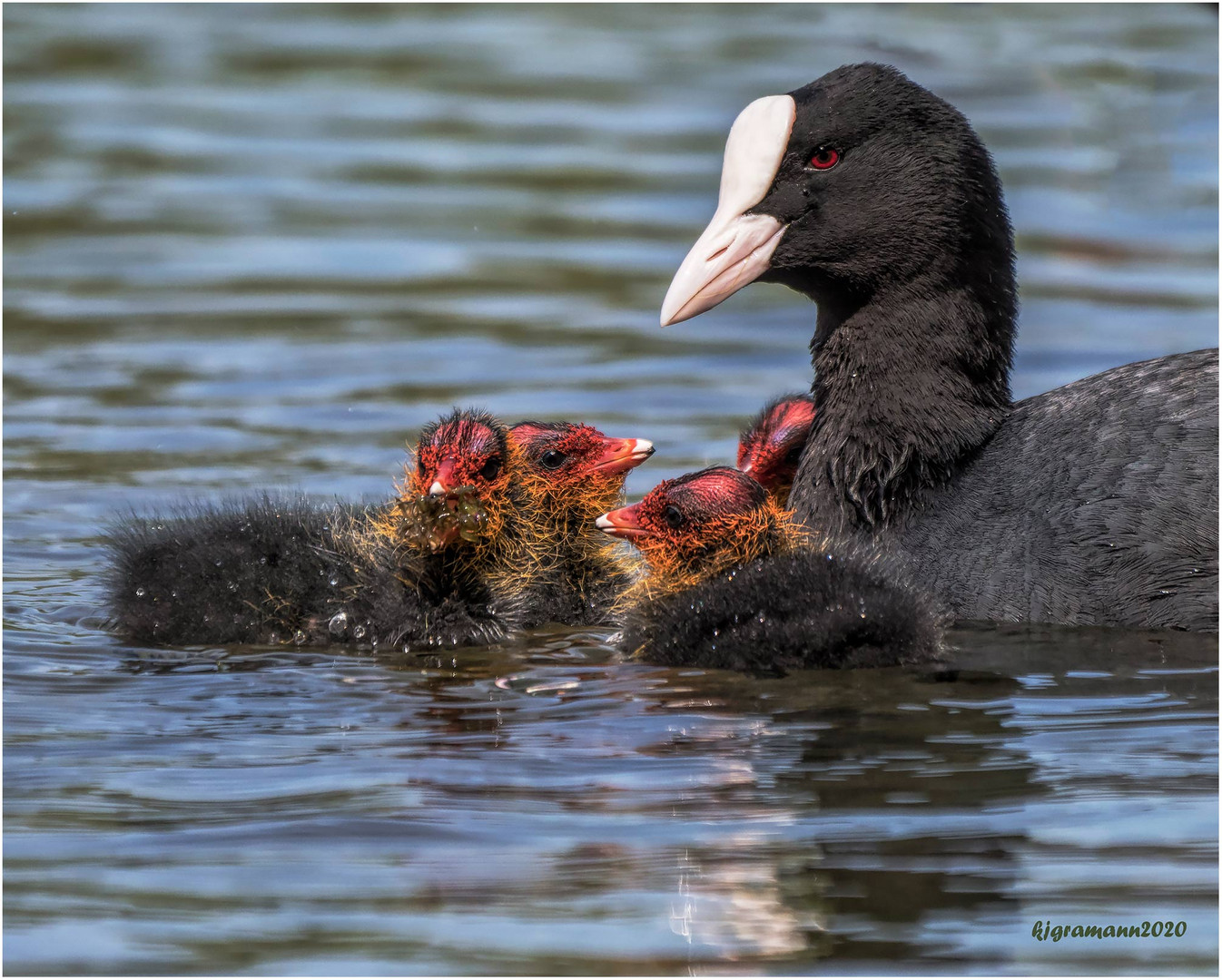 rotkäppchen..... Foto & Bild | frühling, natur, tiere Bilder auf ...