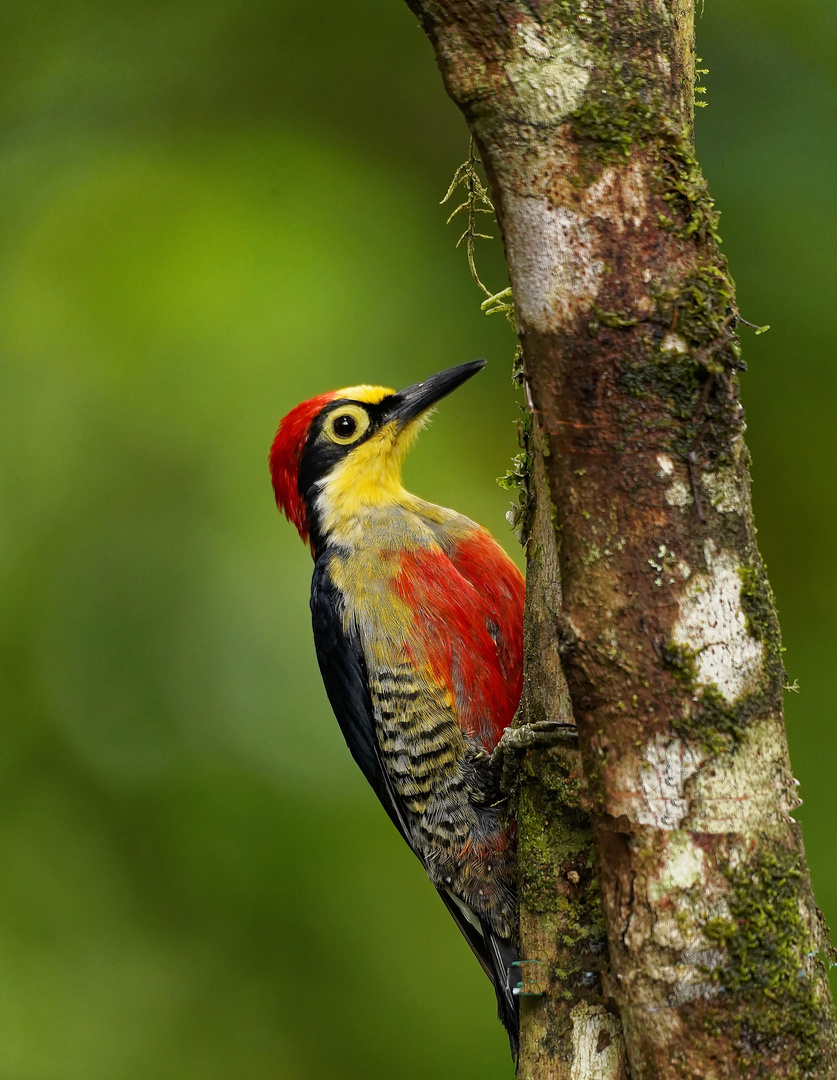 Rotkäppchen Foto & Bild | tiere, wildlife, wild lebende vögel Bilder ...