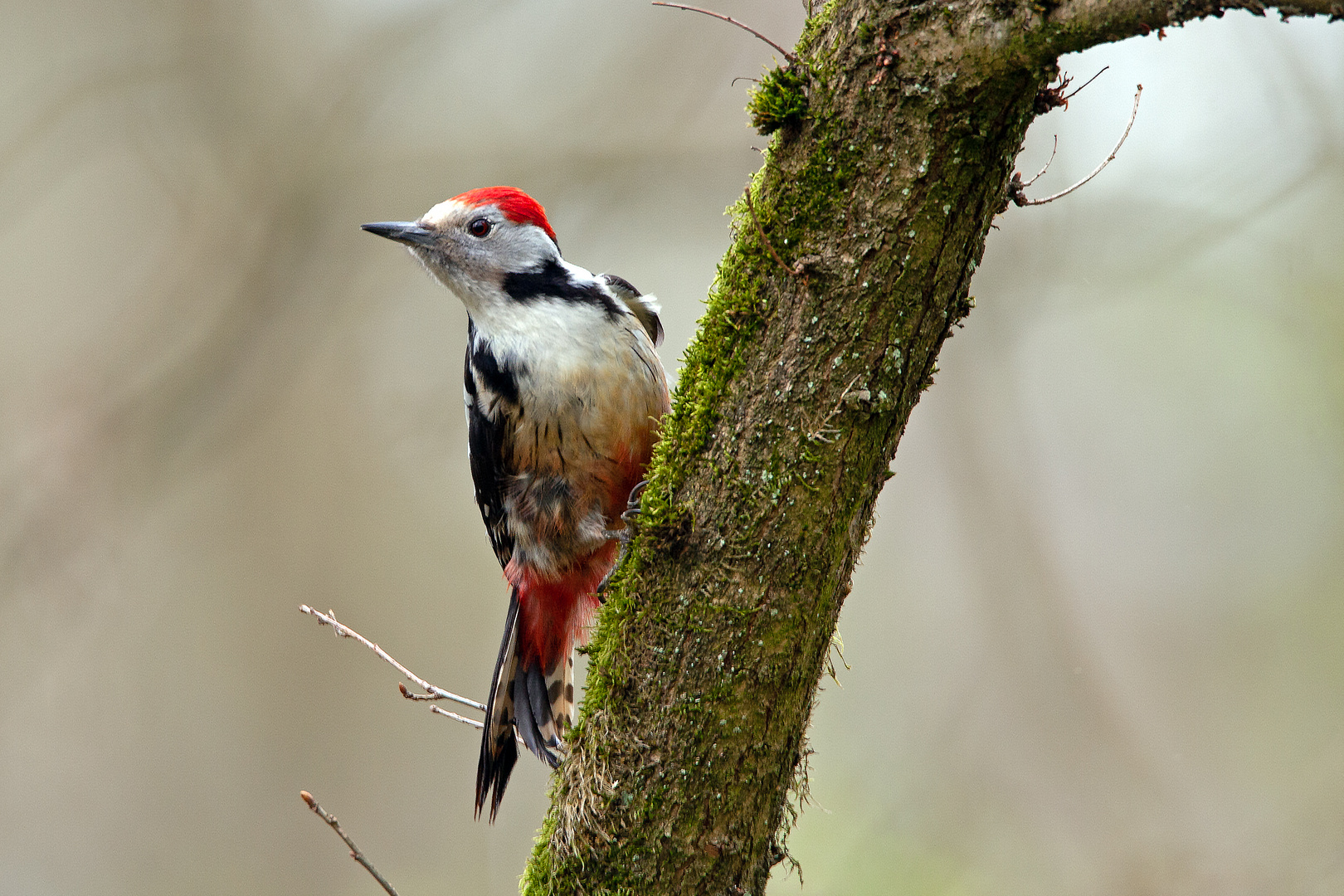 Rotkäppchen Foto & Bild | tiere, wildlife, wild lebende vögel Bilder ...