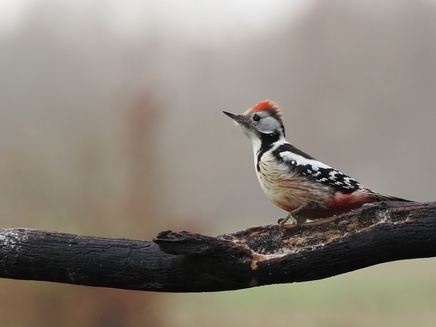"Rot.Käppchen." Foto & Bild | tiere, wildlife, wild lebende vögel ...