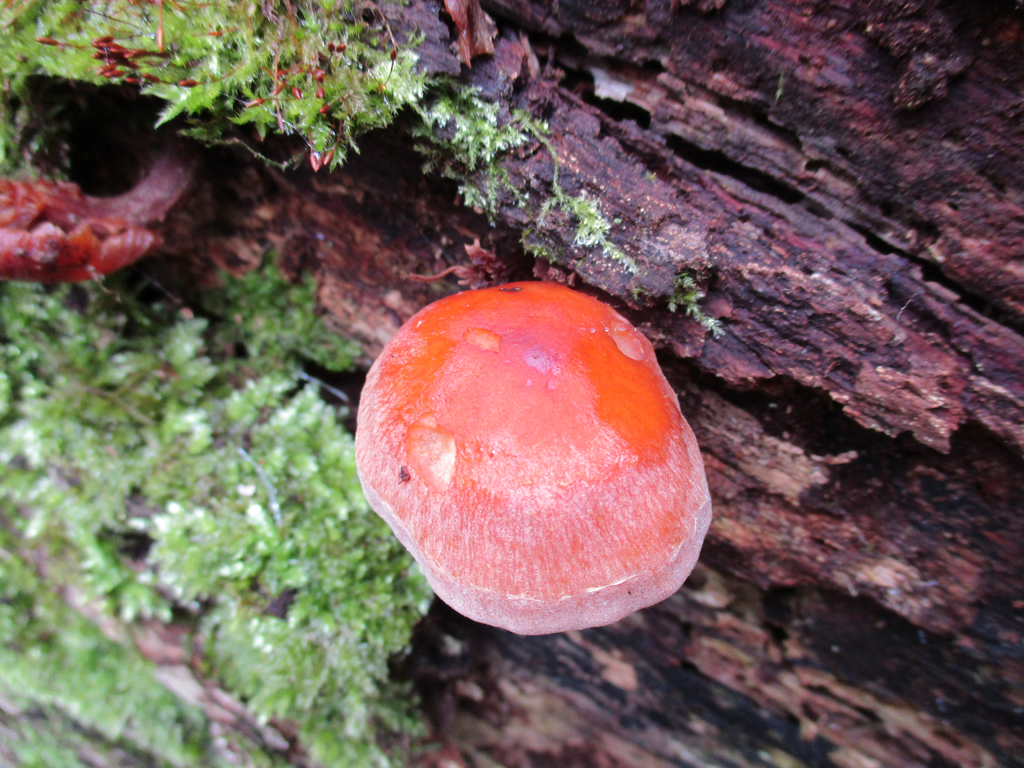 Rotkäppchen Foto & Bild | pflanzen, samen, natur, pflanzen Bilder auf ...