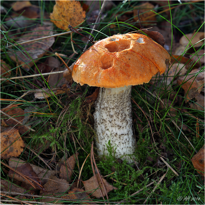 Rotkäppchen Foto & Bild | pflanzen, pilze & flechten, pilze & flechten ...