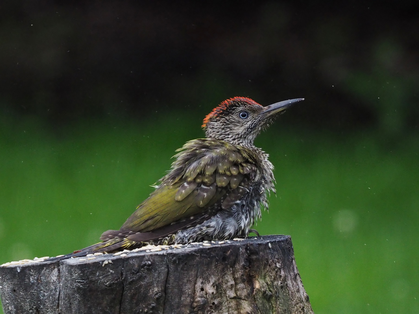 "Rot.Käppchen." Foto & Bild | tiere, wildlife, wild lebende vögel ...