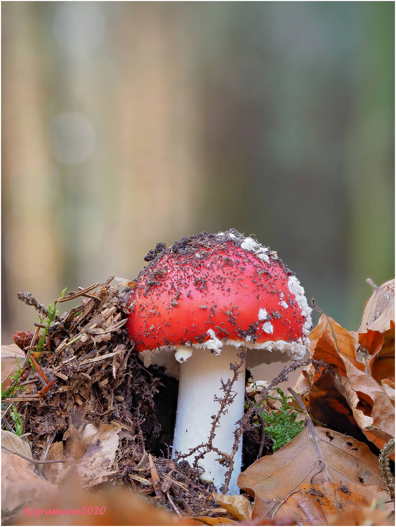 rotkäppchen..... Foto & Bild | rot, wald, natur Bilder auf fotocommunity