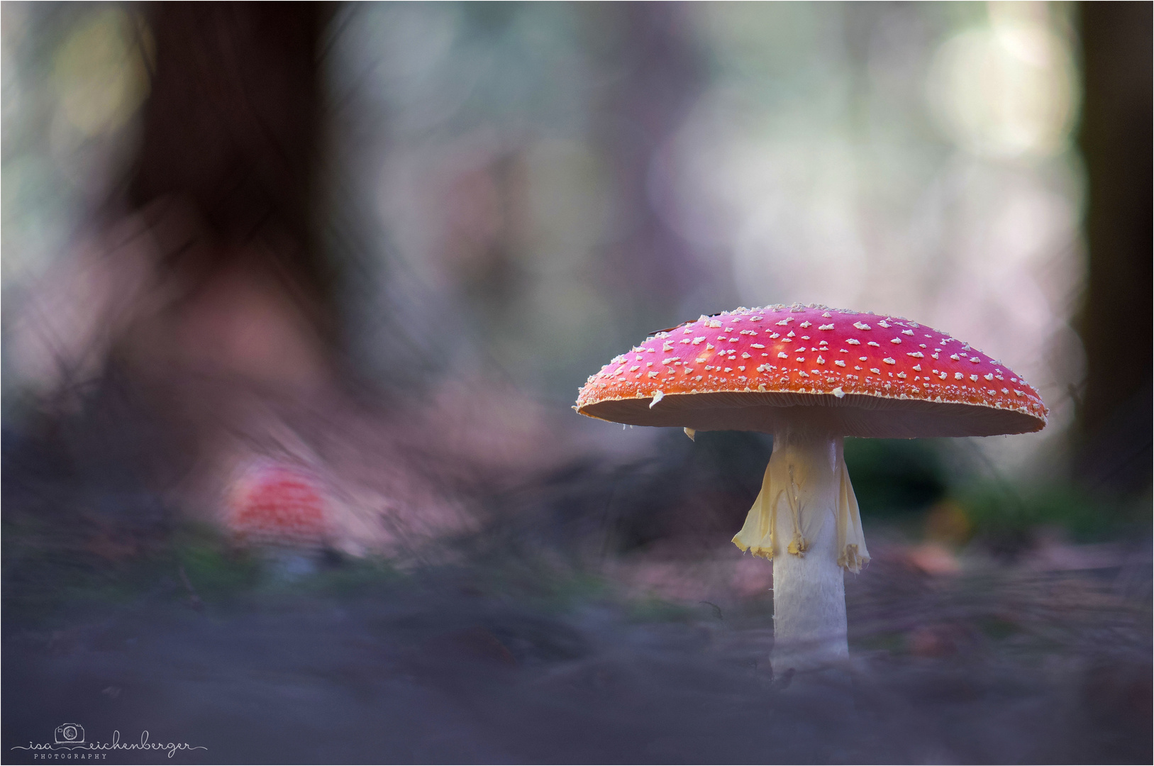 Rotkäppchen Foto & Bild | makro, natur, herbst Bilder auf fotocommunity