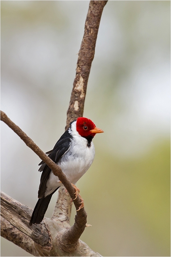 Rotkäppchen Foto & Bild | tiere, wildlife, wild lebende vögel Bilder ...
