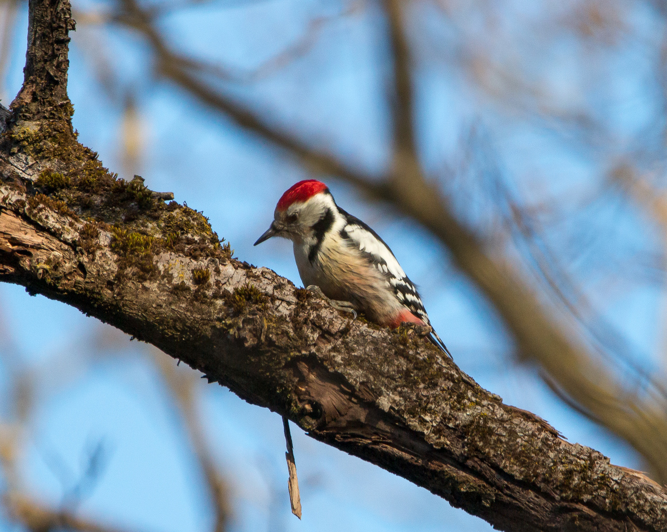 Rotkäppchen Mittelspecht. Foto & Bild | tiere, wildlife, wild lebende ...