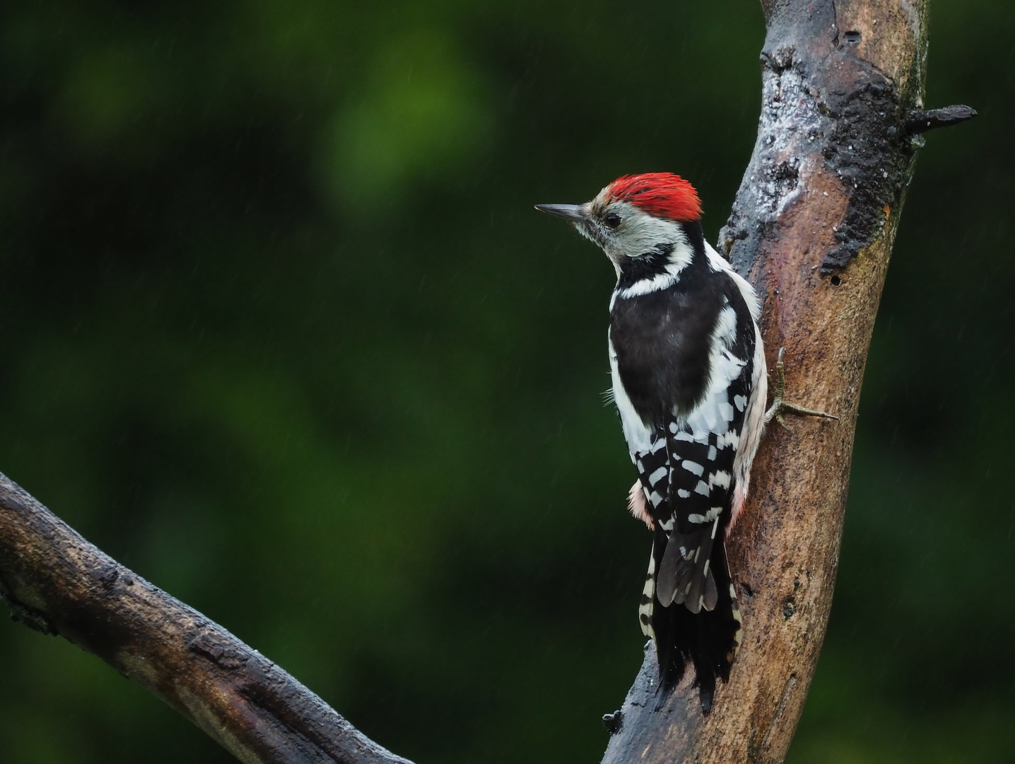 "Rotkäppchen" und..... Foto & Bild | tiere, wildlife, wild lebende ...