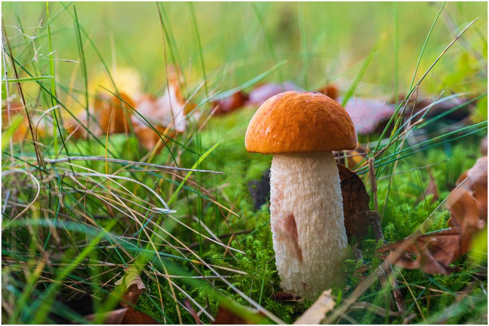 _Rotkappe_ Foto & Bild | fotos, outdoor, natur Bilder auf fotocommunity