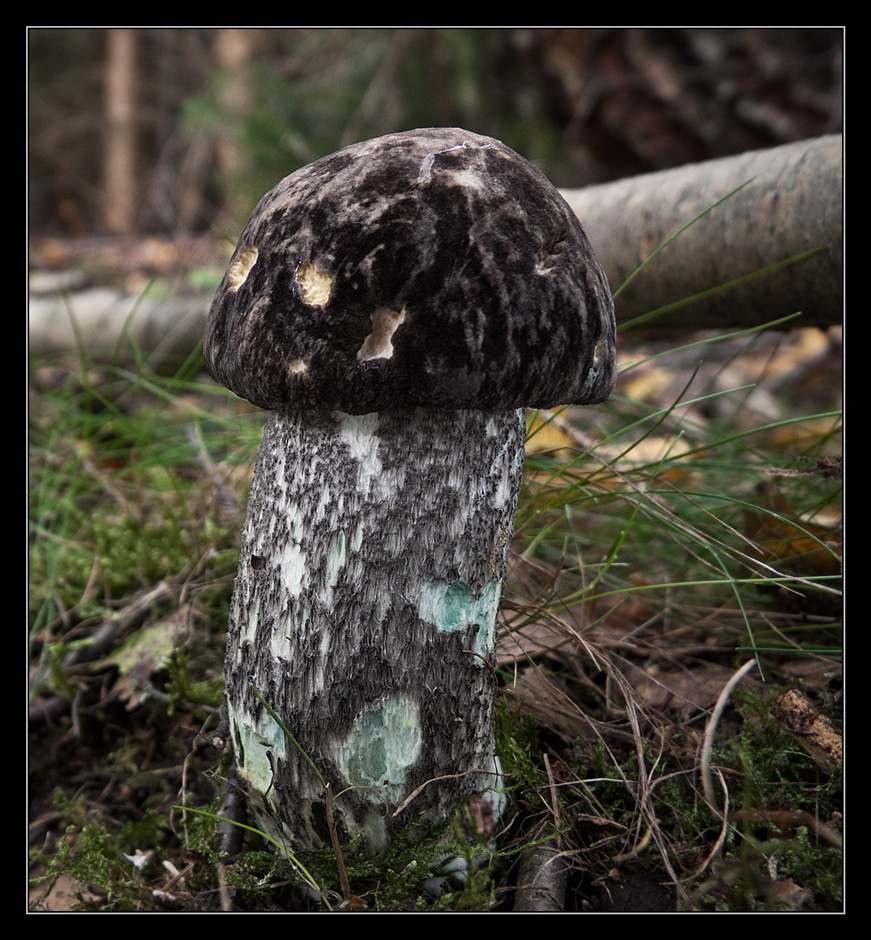 Rotkappe Foto & Bild | pflanzen, pilze & flechten, pilze & flechten ...