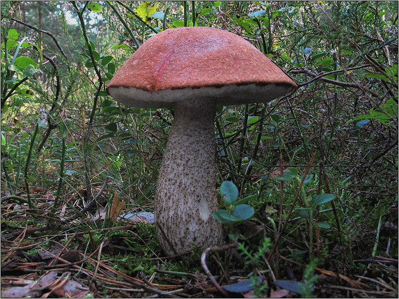 Rotkappe Foto & Bild | pflanzen, pilze & flechten, pilze & flechten ...