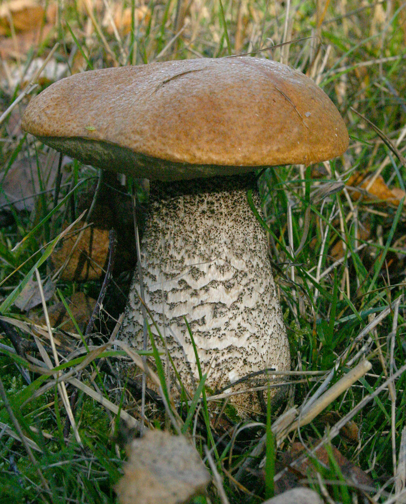 Rotkappe Foto & Bild | pflanzen, pilze & flechten, pilze & flechten ...